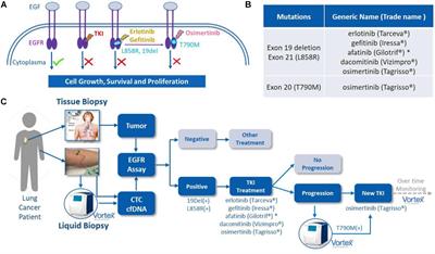 Frontiers | Detection of EGFR Mutations in cfDNA and CTCs, and Comparison to Tumor Tissue in Non ...